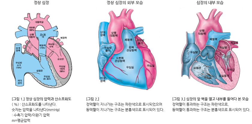 정상심장 선천성심장병이란 심장질환정보 선천성심장병센터 서울아산병원